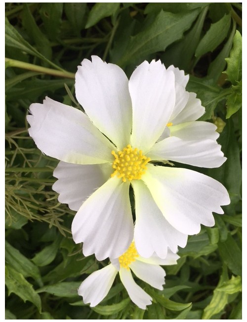 Cosmos blanc